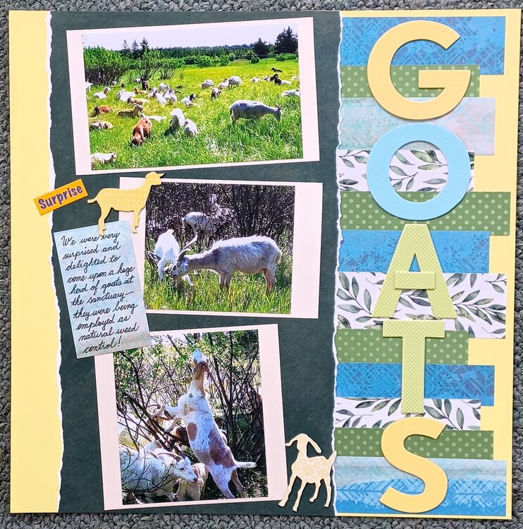 Goats - Project Idea - Scrapbook.com